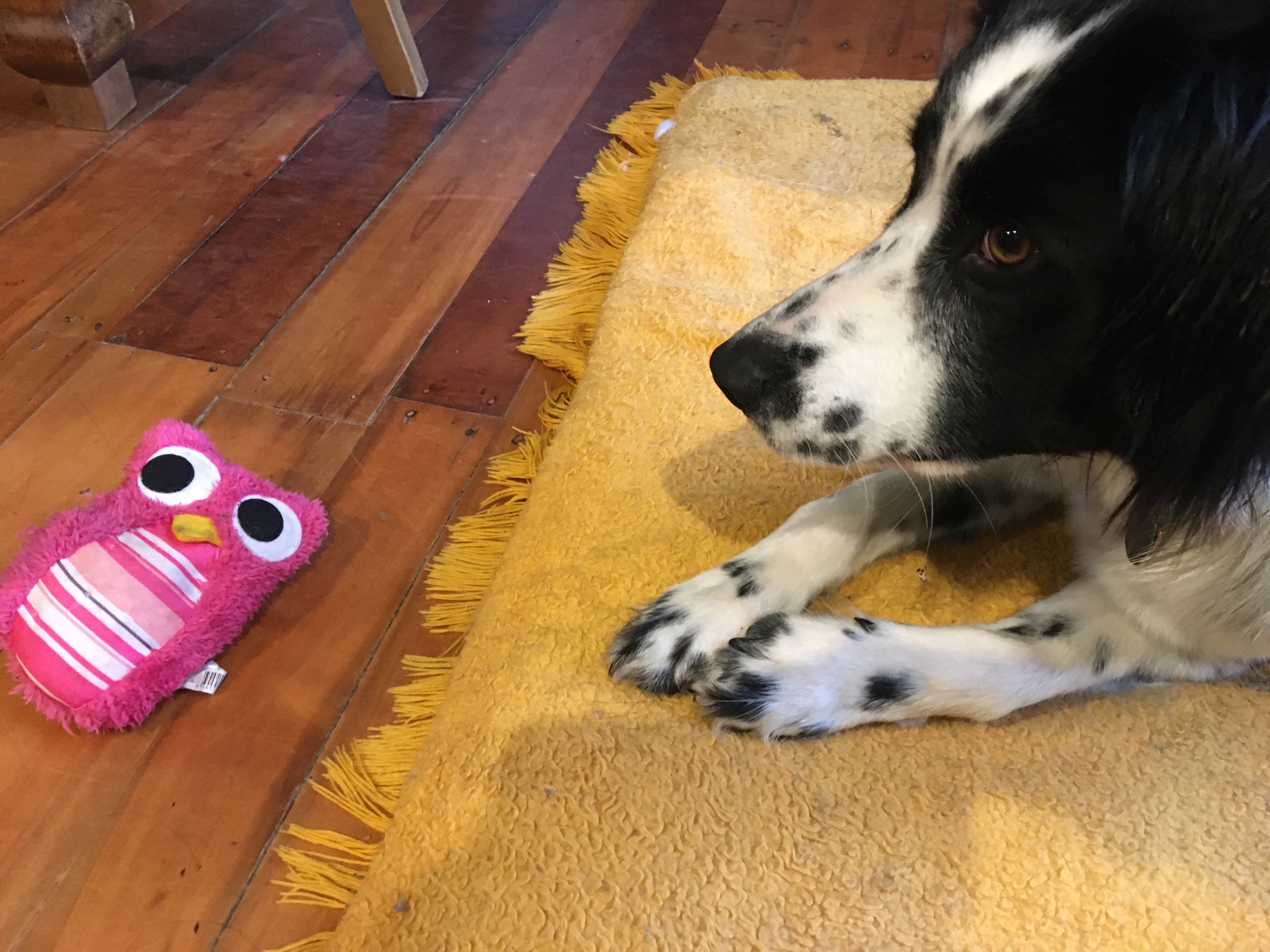 The Dogs – Nic Gill